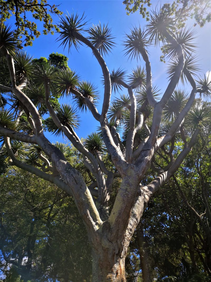 Botanical Garden | Madeira with Linda | Hidden Gems in Madeira